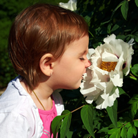 What's that lovely smell? - About Words - Cambridge Dictionary blog