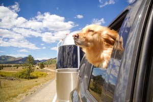 Words connected with driving - About Words - Cambridge Dictionary blog