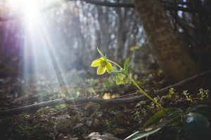 A glimmer of hope (The language of hope) - About Words - Cambridge ...