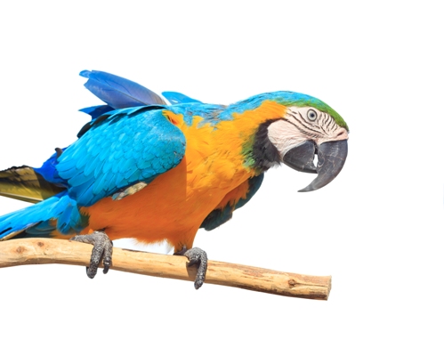 What is a stochastic parrot? - About Words - Cambridge Dictionary blog